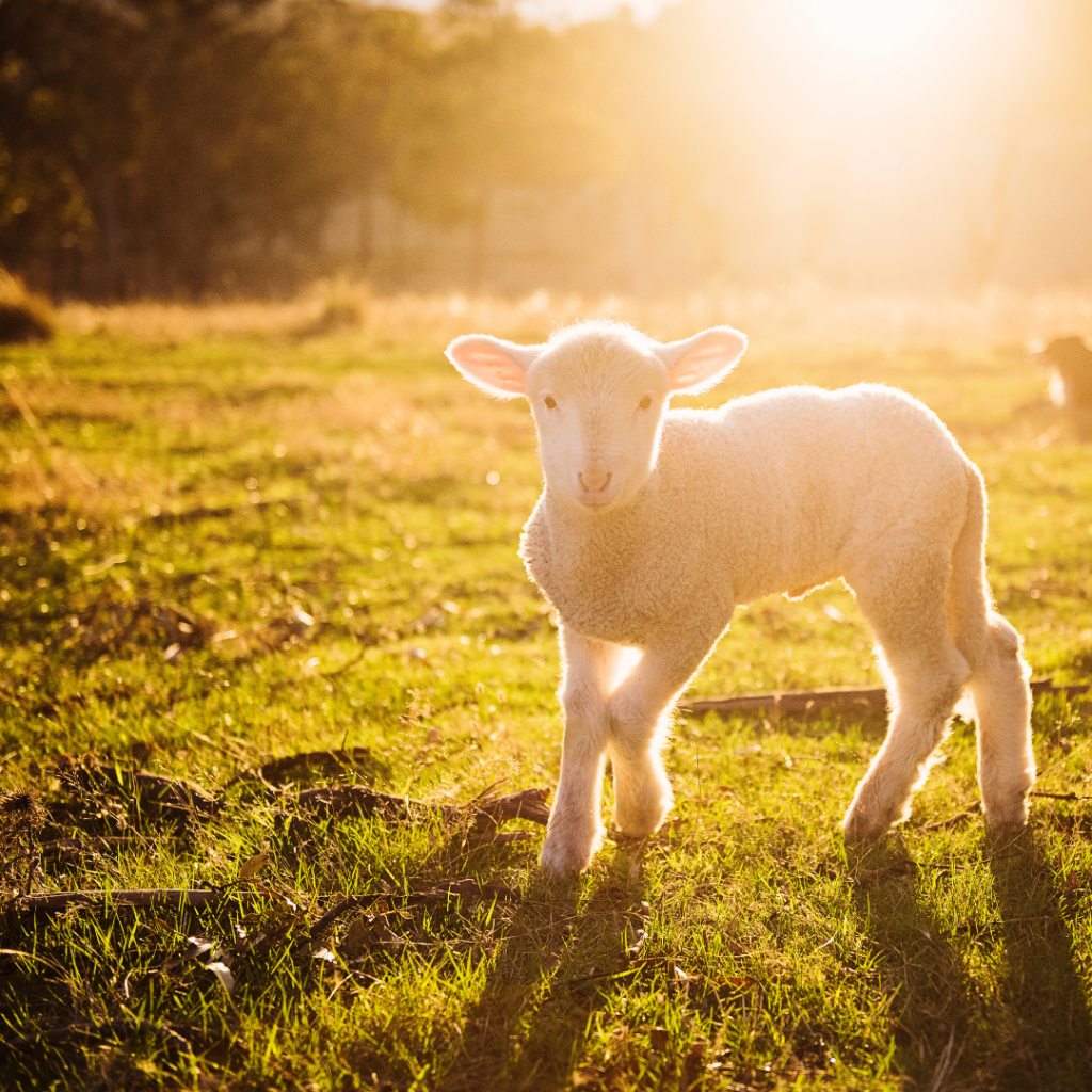 Passover Lamb: A Christian guide to understanding common...